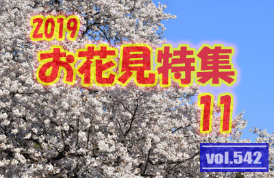 vol.542：2019年 お花見特集 第11弾 - JGirl Collection