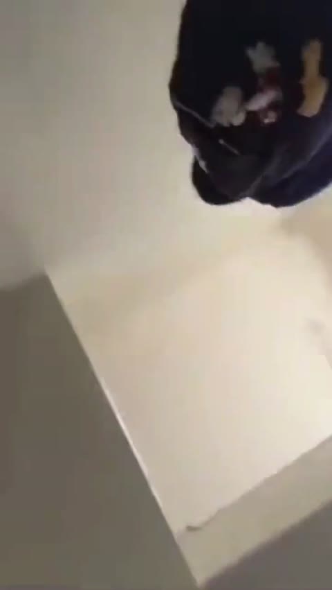 Palpis_s_524 - JGirl Collection